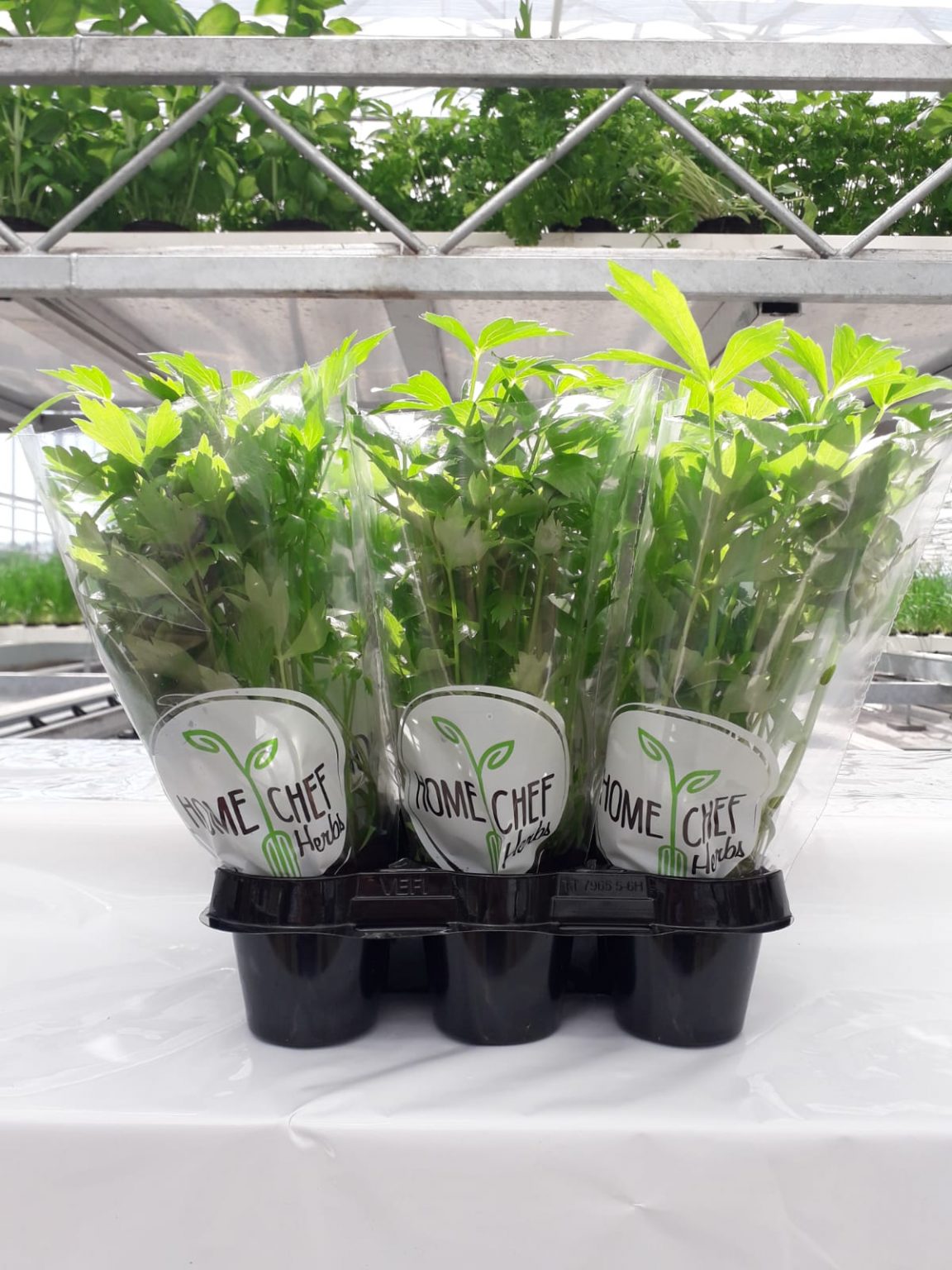 LEUSTEAN KG - Distributie legume fructe - Fresh-Fruits Logistics